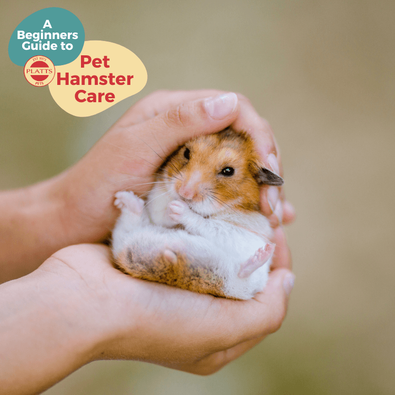 A Beginners Guide to Pet Hamster Care – Platts Pets